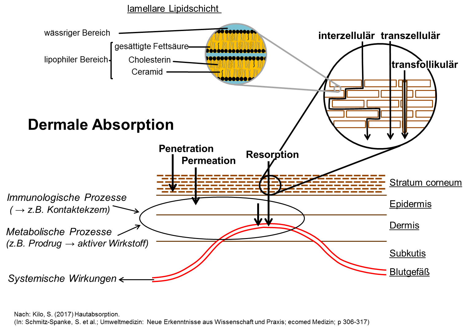 Hautresorption | Institut und Poliklinik für Arbeits-, Sozial- und ...